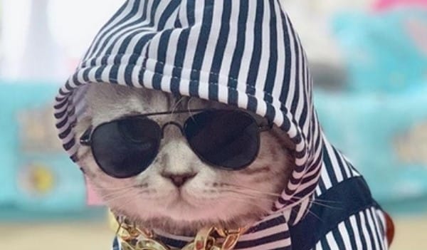 30+ Coolest Female Rapper Cat Names For Your Female Kitten