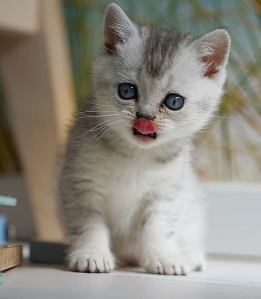 Cat Names Starting With P - 250+ Best Cat Name Ideas Start With P