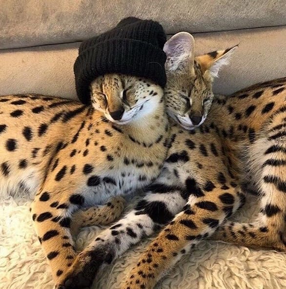 141 Classic Japanese Female Cat Names With Meanings