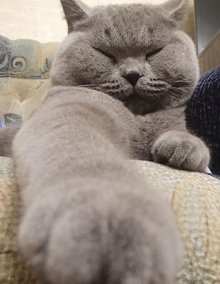 Top 100 Best Strong Female Cat Names For Your Female Feline Friend