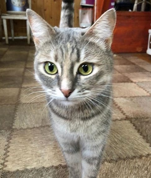 66 Exotic Male And Female Korean Cat Names With Meanings