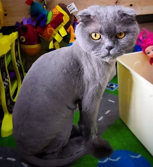 200+ Best Latino Female Cat Names - PetPress