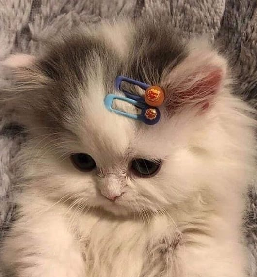 Top 50 Pretty Female Cat Names For Your Cute Female Kitten