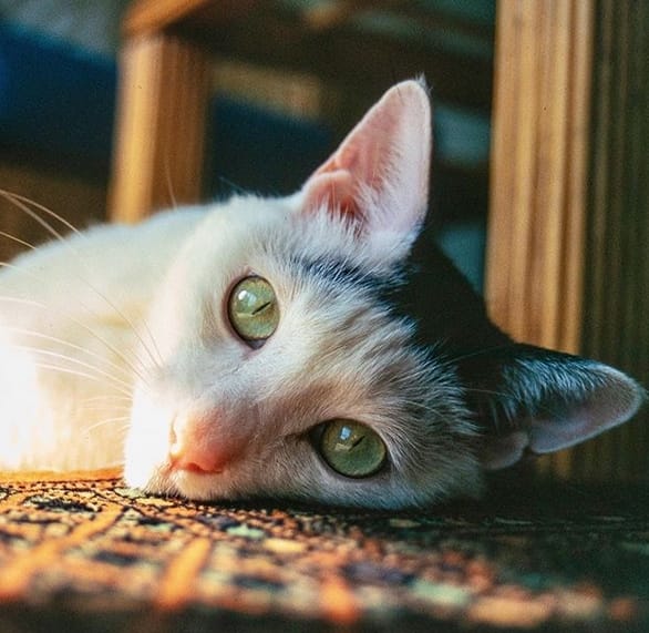 140 Exotic Japanese Female Cat Names With Meanings