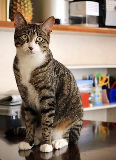 140 Exotic Japanese Female Cat Names With Meanings