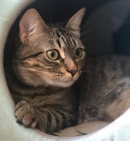 111 Exotic Japanese Male Cat Names With Meanings