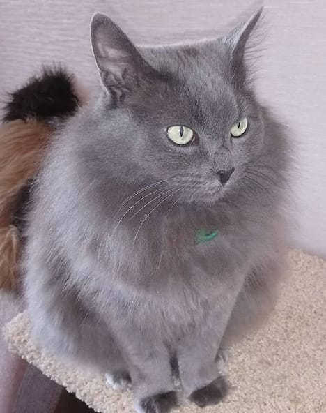 Top 100 Best Strong Male Cat Names For Your Manly Boy Cat