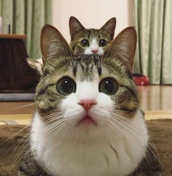 60+ Classic American Female Cat Names