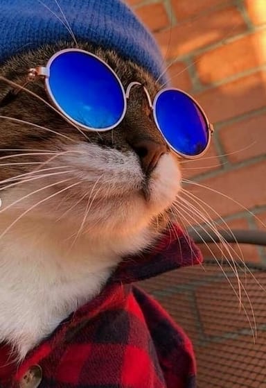 Top 100 Best Fancy Male Cat Names - PetPress