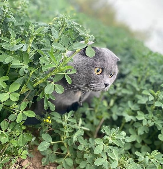 100+ Wild Nature Inspired Cat Names For Your Feline Friends - PetPress