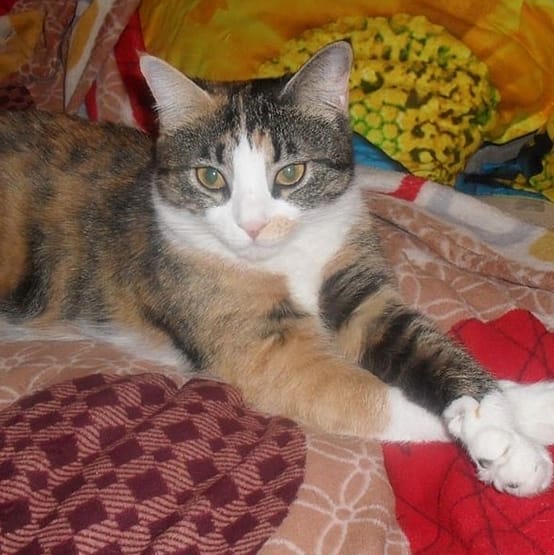 50+ Colorful Cat Name Ideas for Multi-Colored Kittens