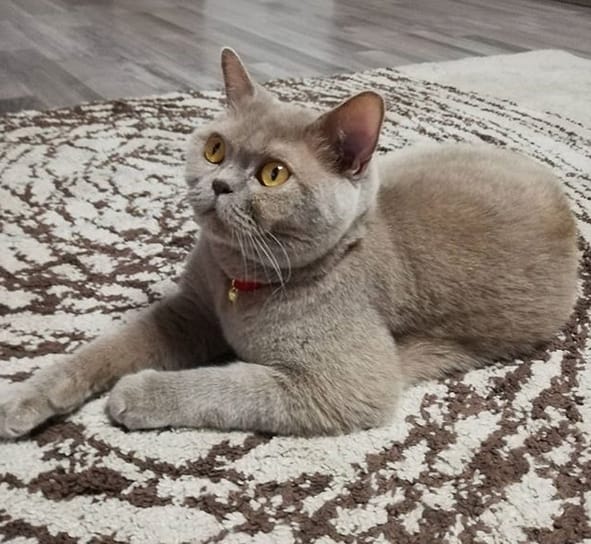 200+ Perfect Gender-Neutral Cat Names