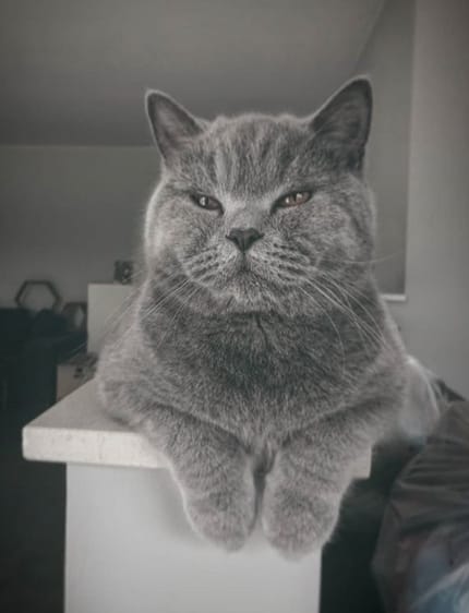 100+ Awesome British Cat Names For Male And Female Kitten