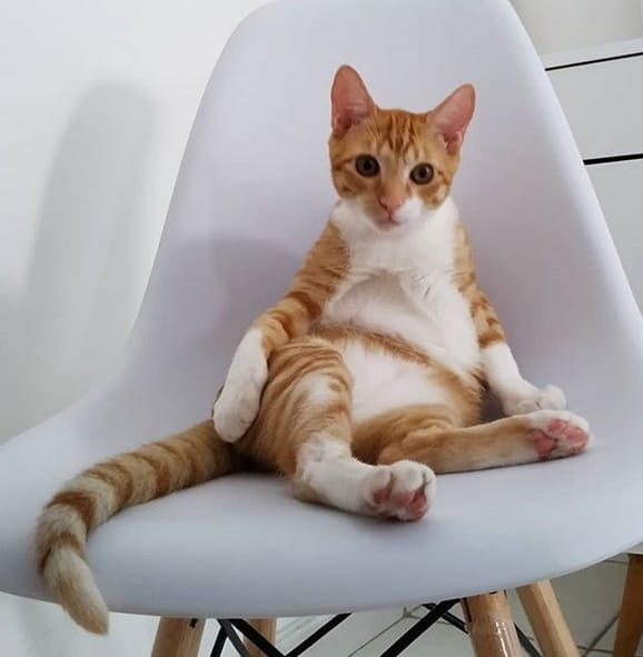 Top 150 Cool Male Cat Names For Your Cool Male Kitten