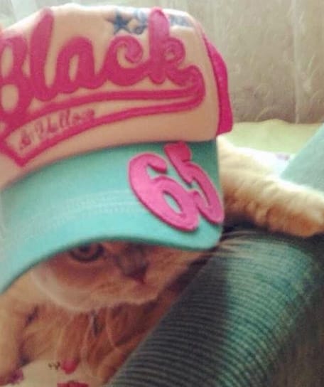 30+ Coolest Female Rapper Cat Names For Your Female Kitten