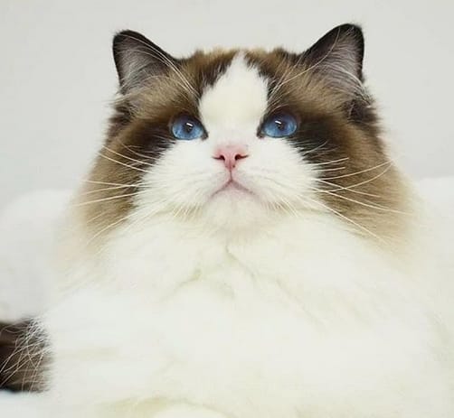 Top 60 Best Female Ragdoll Cat Names - PetPress