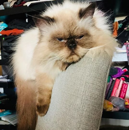 Top 75 Best Female Himalayan Cat Names