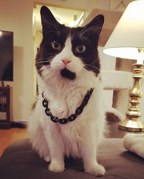 50 Coolest Rapper Male Cat Names For Your Cute Male Kitten