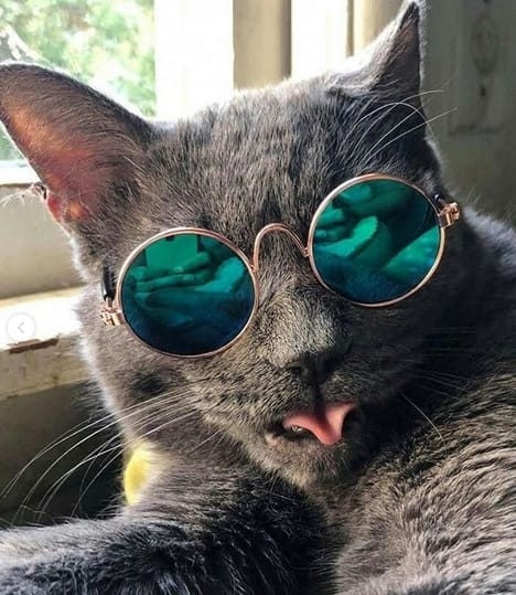 Top 100 Best Fancy Male Cat Names - PetPress