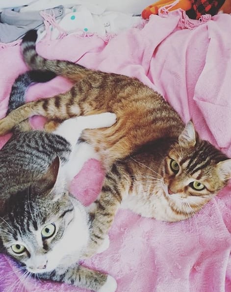 Top 100 Twin Cat Names - Cute And Adorable Twin Cat Name Ideas