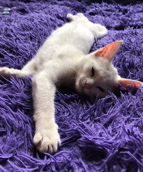 90+ Great Male Cat Names Starting with “L” - PetPress