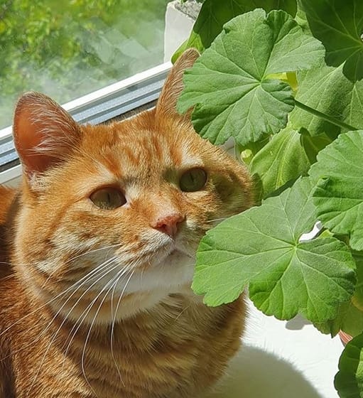 Top 100+ Red Cat Names For Both Your Male And Female Kitten