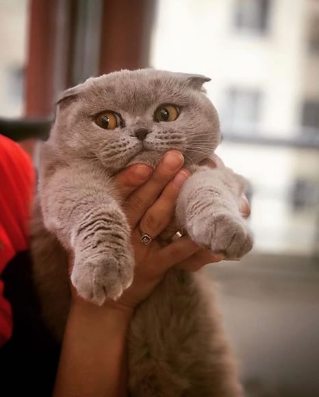 Top 200 Best Scottish Cat Names For Your Little Kitten