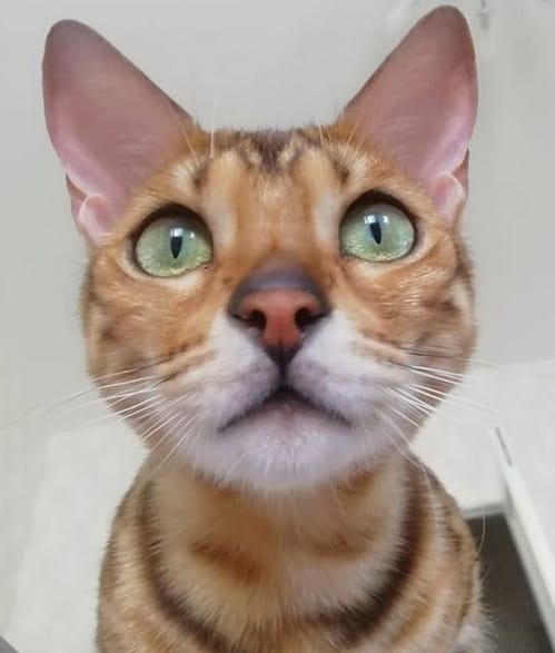 200+ Perfect Gender-Neutral Cat Names