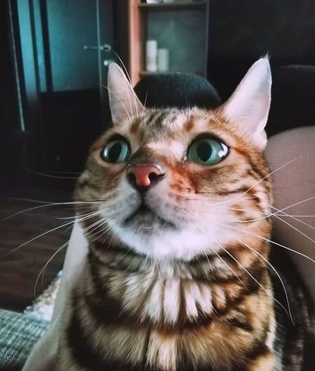 Top 200 Best Male Cat Names Ever For Your Male Kitten