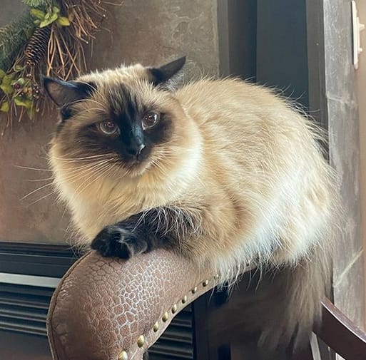 Top 75 Best Female Himalayan Cat Names