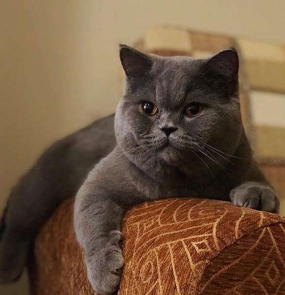 100+ Awesome British Cat Names For Male And Female Kitten