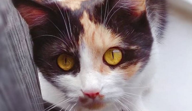 Top 250 Good Boy Cat Names - PetPress