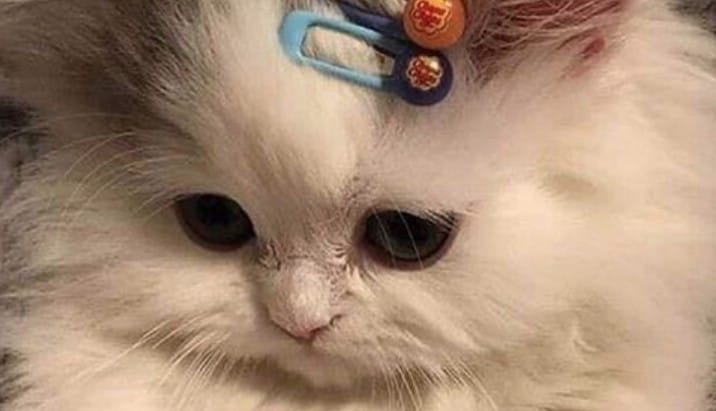 Top 50 Pretty Female Cat Names For Your Cute Female Kitten