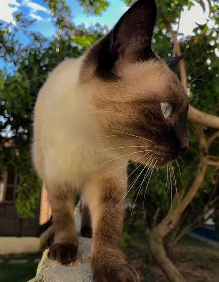 55+ Villain Cat Names For Male Cats - PetPress