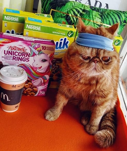 100+ Hilarious And Food Cat Names For Your Funny Kittens