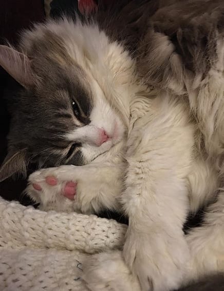 Top 100 Funny Geeky Male Cat Names - PetPress