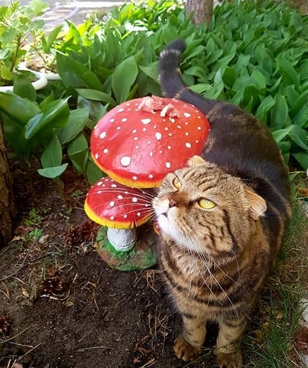 Top 90 Tough Female Cat Names For Your Strong Female Kitten