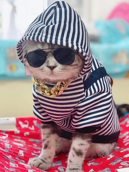 30+ Coolest Female Rapper Cat Names For Your Female Kitten