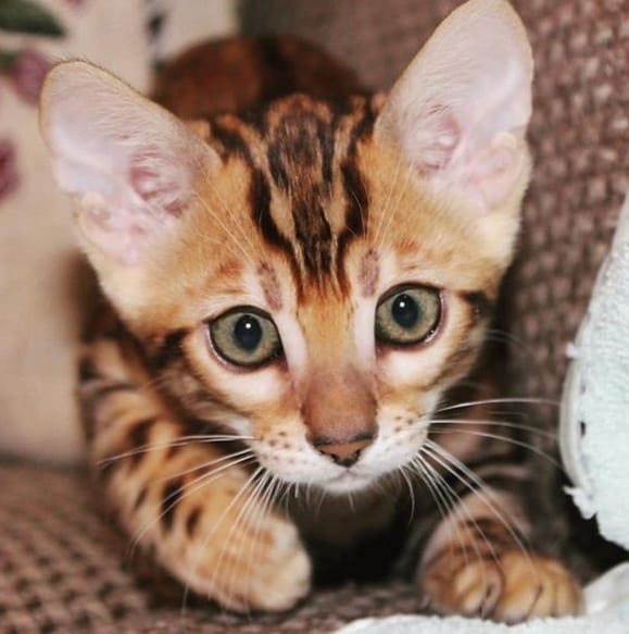 Top 135 Best Fancy Female Cat Names For Your Female Kitten