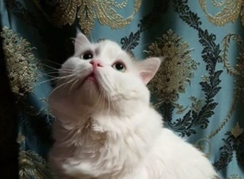 30 Classic Irish Male Cat Names - Best Name Ideas For Your Male Kitten