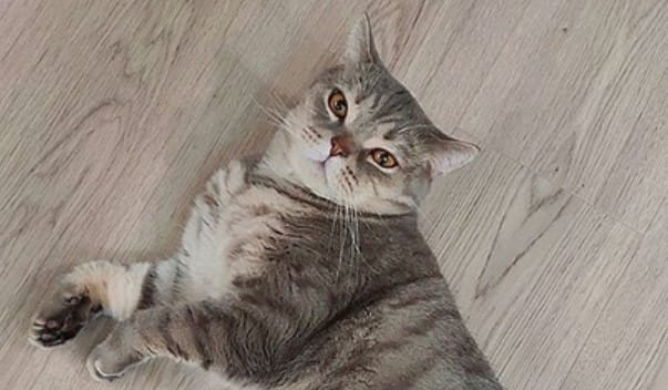 Top 30 Most Popular Roman Cat Names