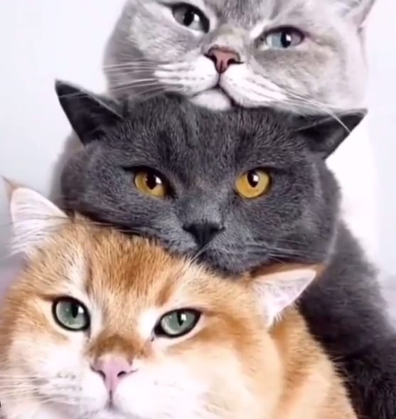 Top 135 Best Fancy Female Cat Names For Your Female Kitten