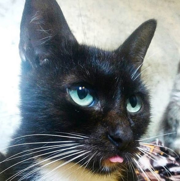 Top 100 Funny Geeky Male Cat Names - PetPress