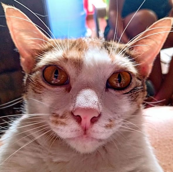 Top 150 Cool Male Cat Names For Your Cool Male Kitten