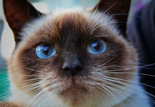 Top 50 Best Male Siamese Cat Names - PetPress