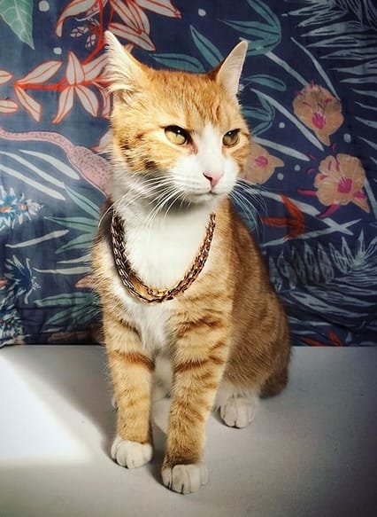 50 Coolest Rapper Male Cat Names For Your Cute Male Kitten