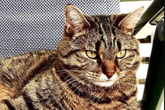 Top 75 Best Male Tiger Cat Names - PetPress