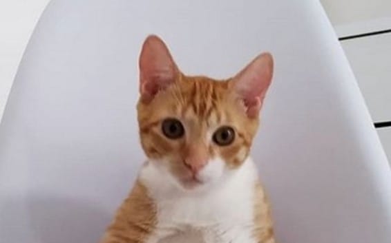 Top 150 Cool Male Cat Names For Your Cool Male Kitten