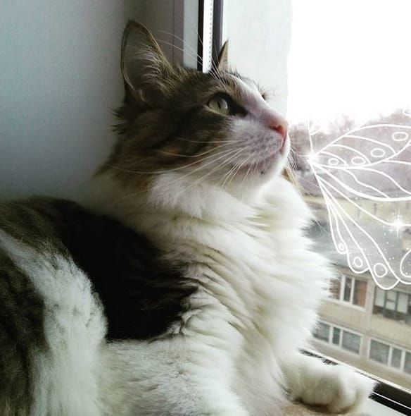 45+ Cool Male Cat Name Ideas - PetPress