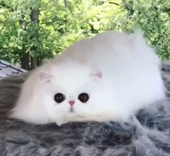 Top 125 Most Popular Small Cat Names That Fits With Your Small Kitten